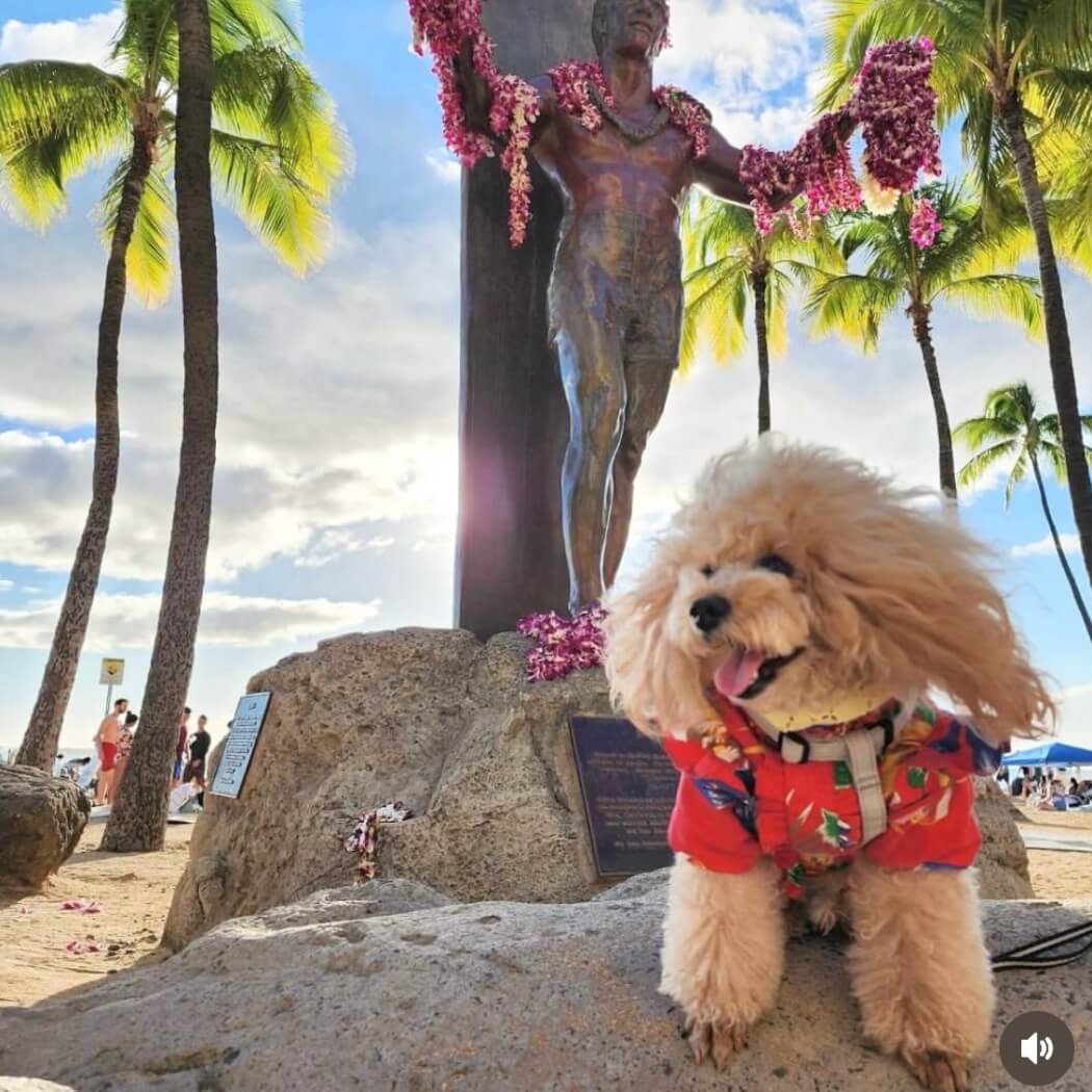 COCOちゃんのハワイ旅 – Noah's Fluffy Tail Travel